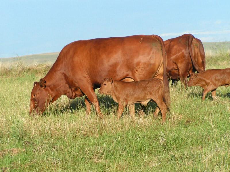 Gallery – AG Bonsmara