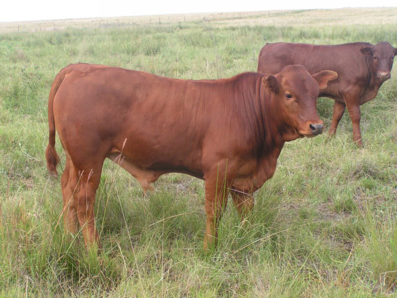 Gallery – AG Bonsmara